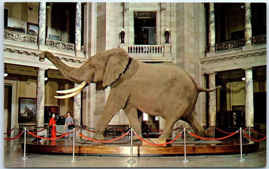 African Bush Elephant - Museum of Natural History, Smithsonian ...