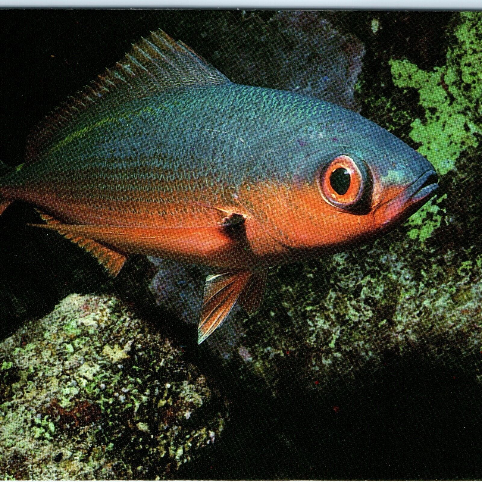 c1990s Red Sea Striapted Fusilier Chesiodontidae Fish Photo 4x6 Ayman ...