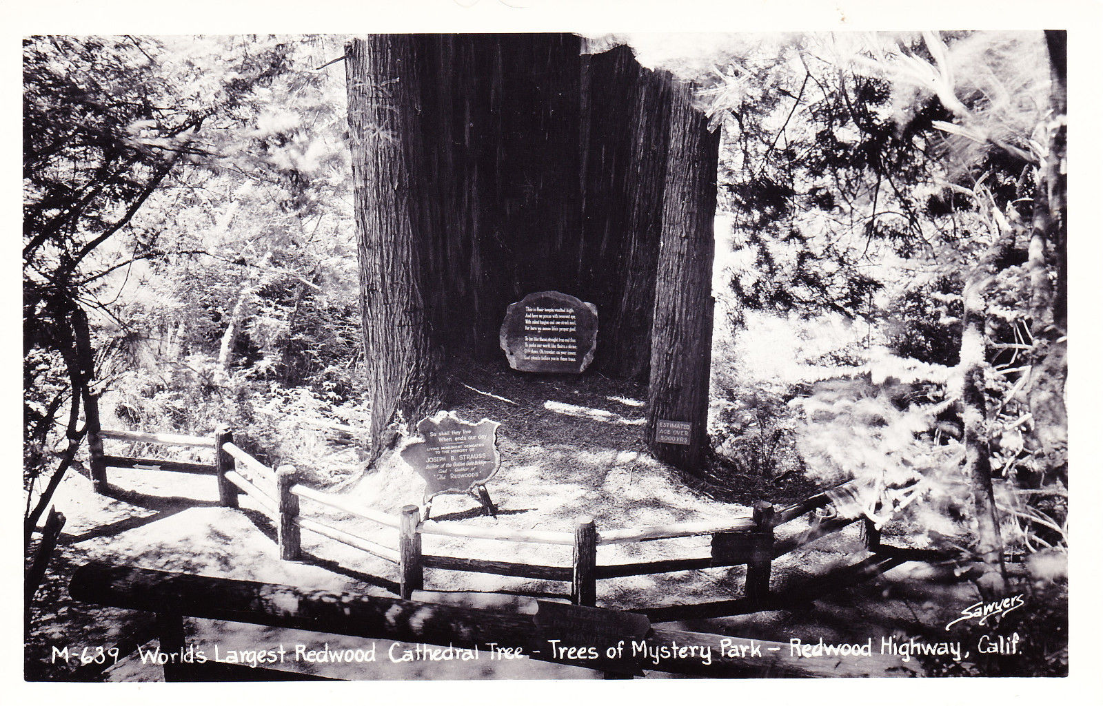 RPPC World's Largest Redwood Cathedral Tree, Trees of Mystery, Postcard ...