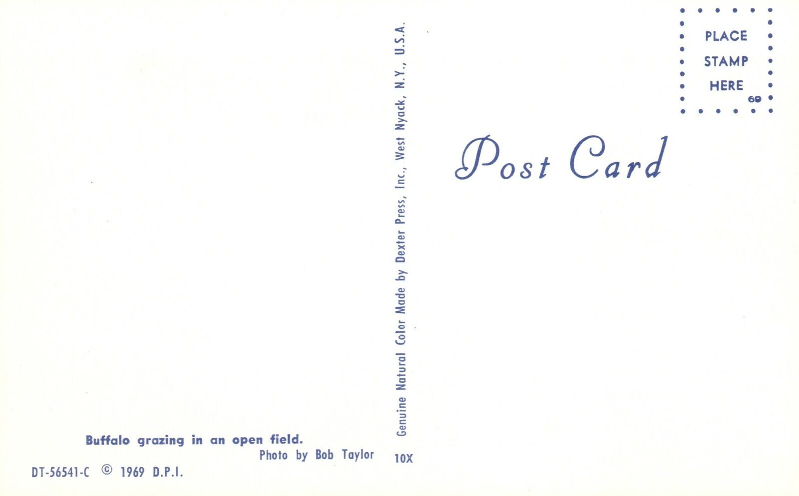 Vintage Postcard Buffalo Grazing In An Open Field Dexter Press Inc. Bob ...
