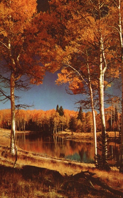 Vintage Postcard Fall Silence Southwest Aspen Forest Tall Trees ...