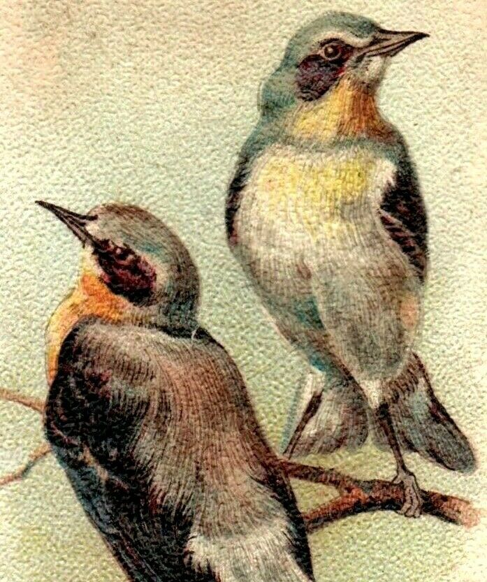 1880s-90s Arm & Hammer Beautiful Birds Series N0.19 Stone Chatter P210 ...