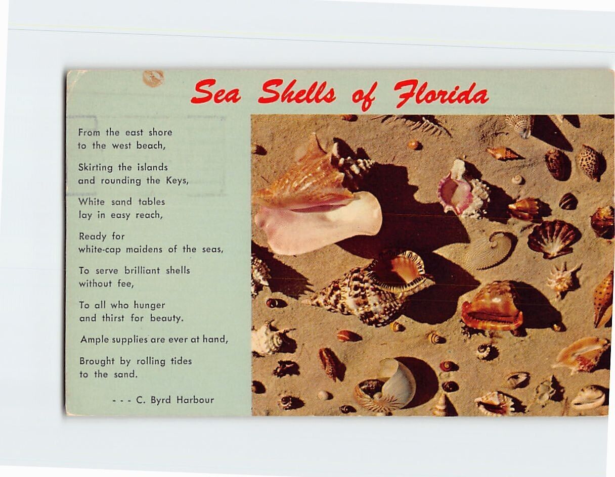 Postcard Sea Shells of Florida Poem by C. Byrd Harbour | Europe ...