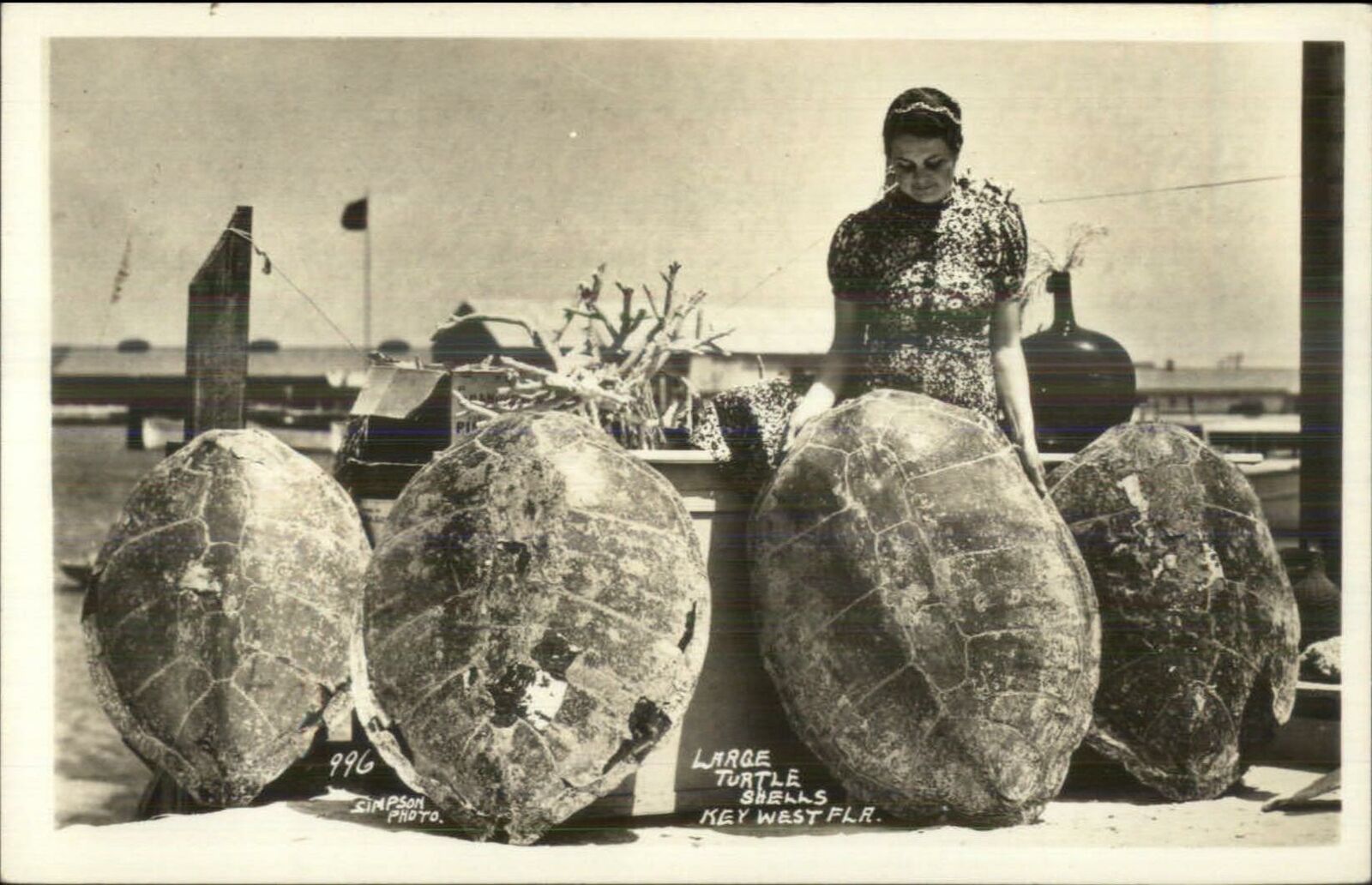 Key West FL Woman & Turtle Shells on Dock Real Photo Postcard | United ...