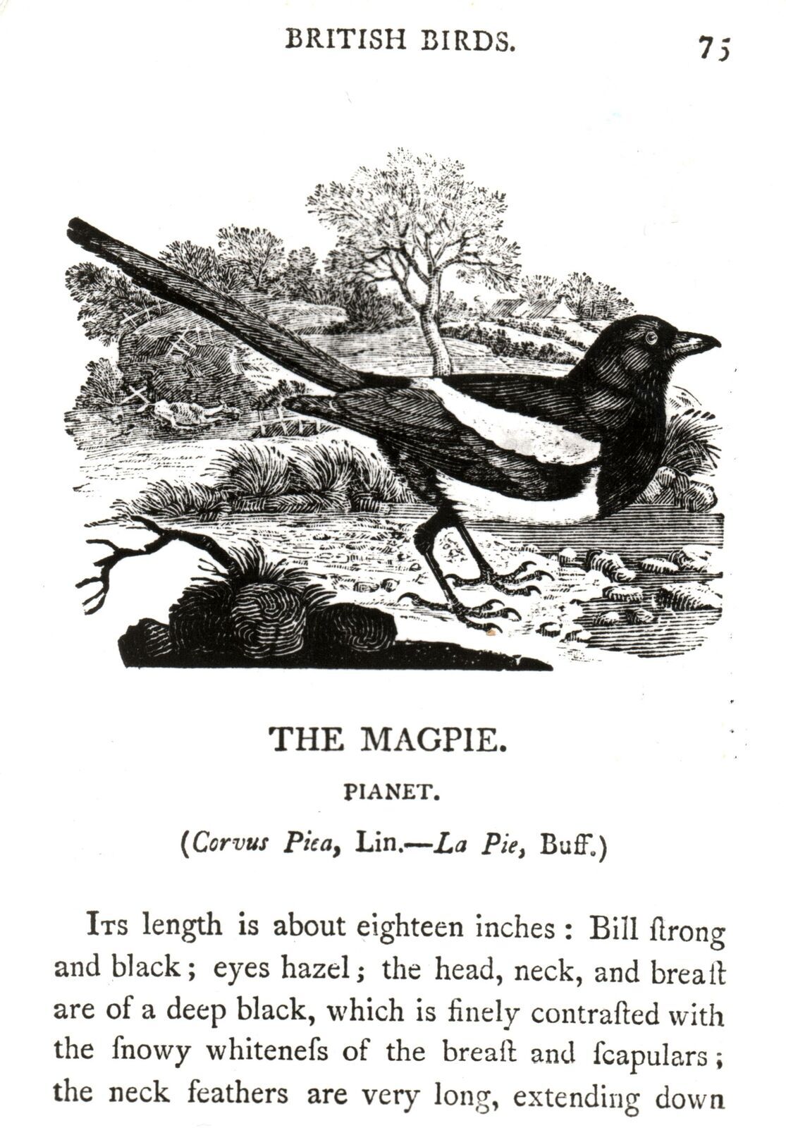 Continental Size Postcard "The Magpie" by Thomas Berwick Victoria ...