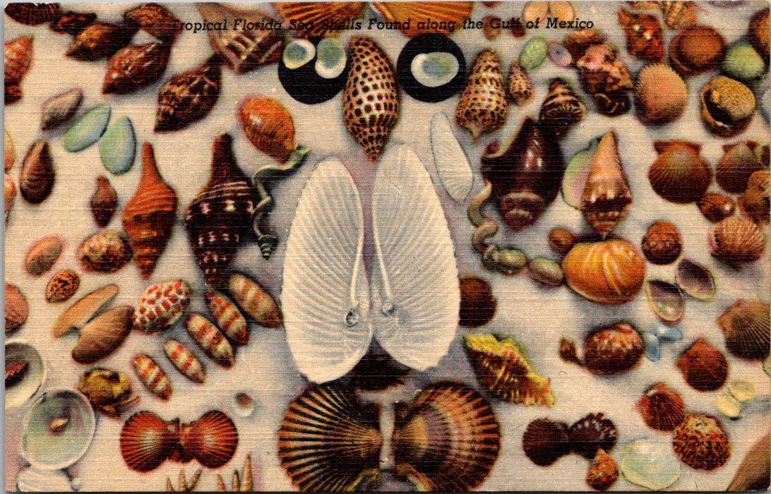Shellfish Florida Sea Shells Found Along The Gulf Of Mexico Curteich ...