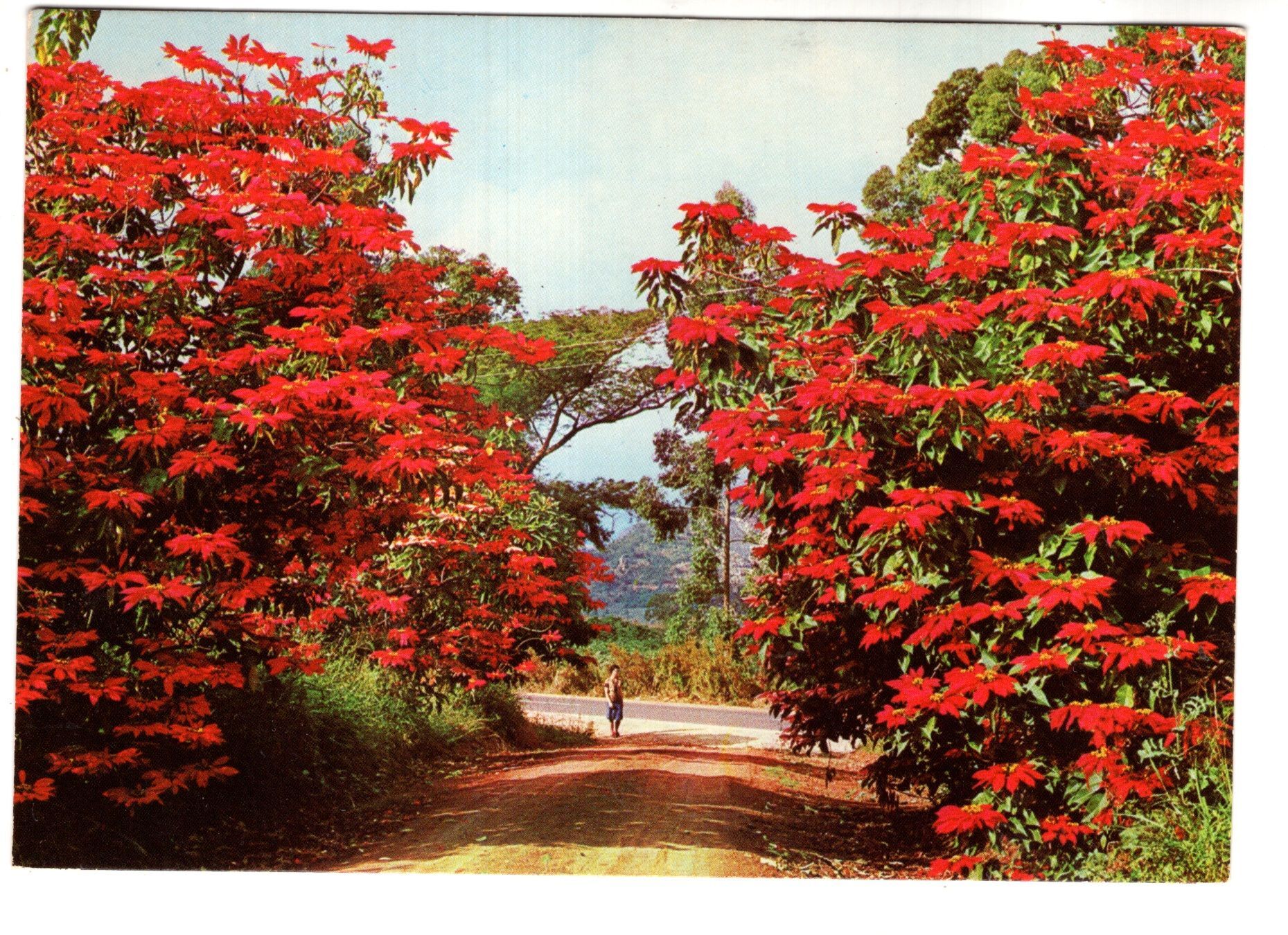 Poinsettia Flowering, Tzaneen, Northern Transvaal, South Africa ...