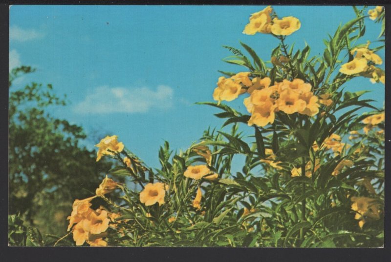 Virgin Islands ST. CROIX Ginger Thomas Virgin Island National Flower ...