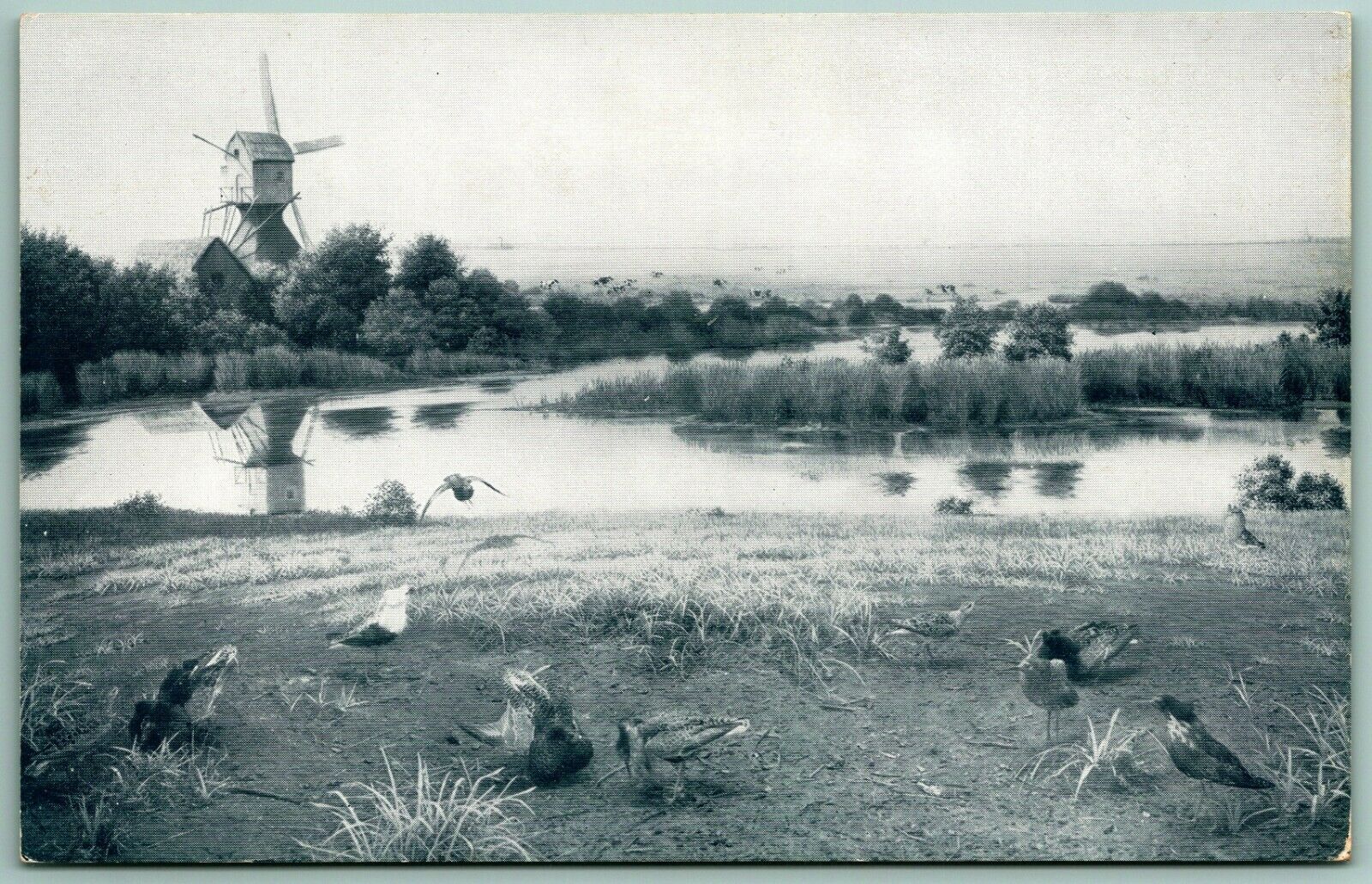 Courtship In the Ruff Chicago Natural History Museum UNP Chrome ...