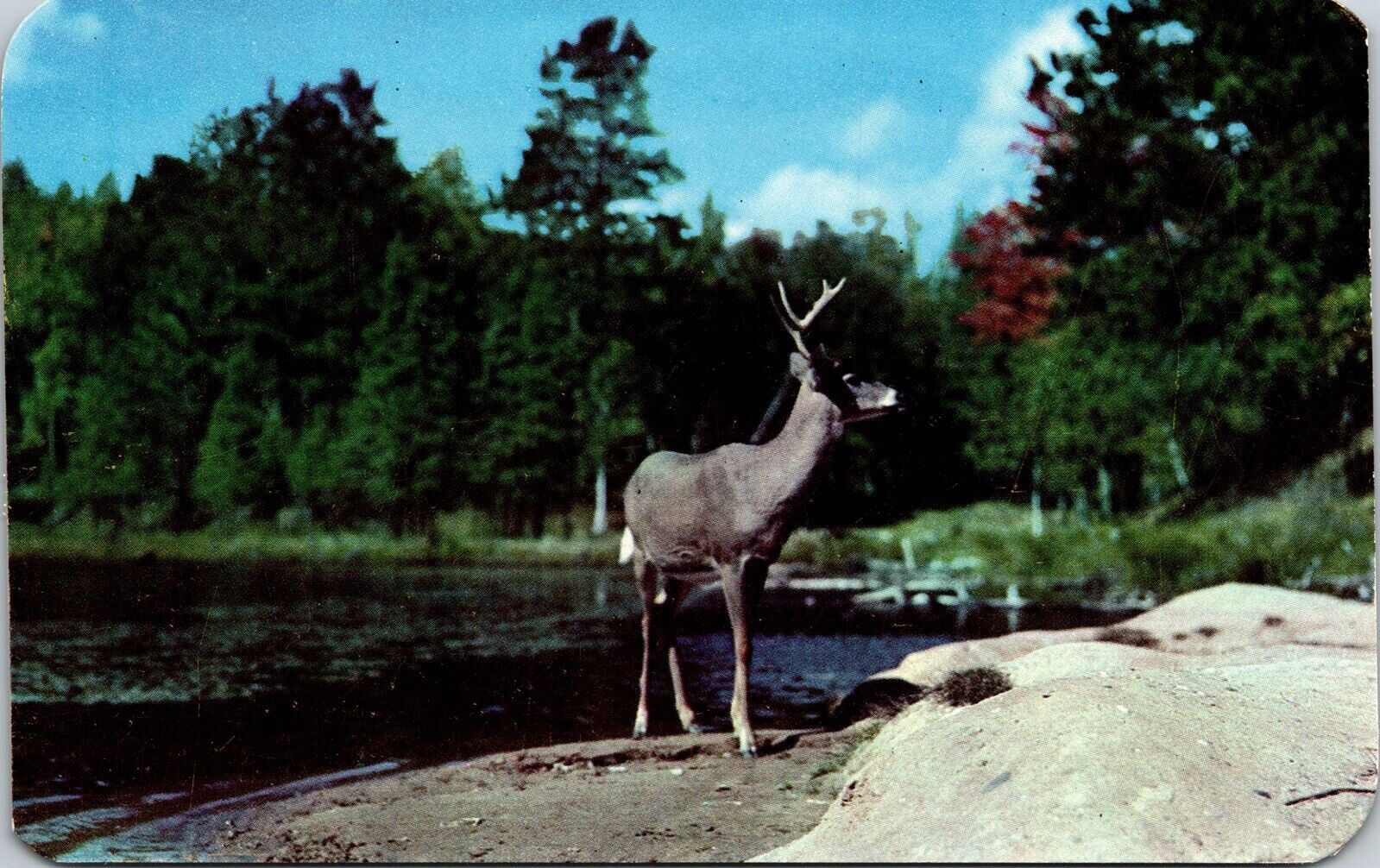 Sentinel Lake Forest Wildwood Deer Animals Kodachrome Reproduction ...