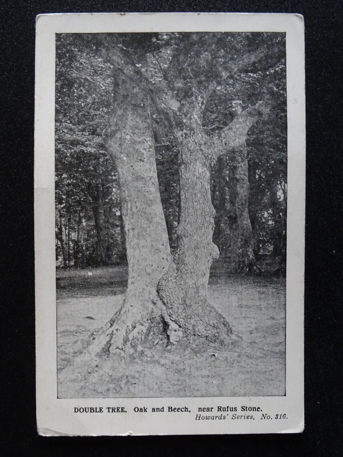 Hampshire New Forest DOUBLE TREE Oak & Beech Rufus Stone Old Postcard ...