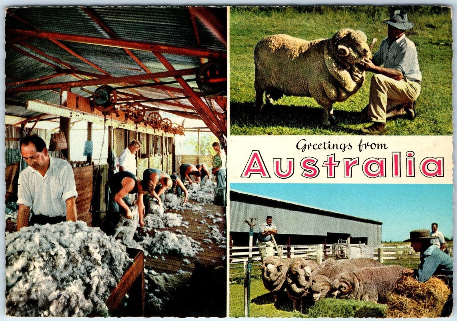 c1960s Australia Greetings Wool Shearing Rams Merino Sheep Farm Chrome ...