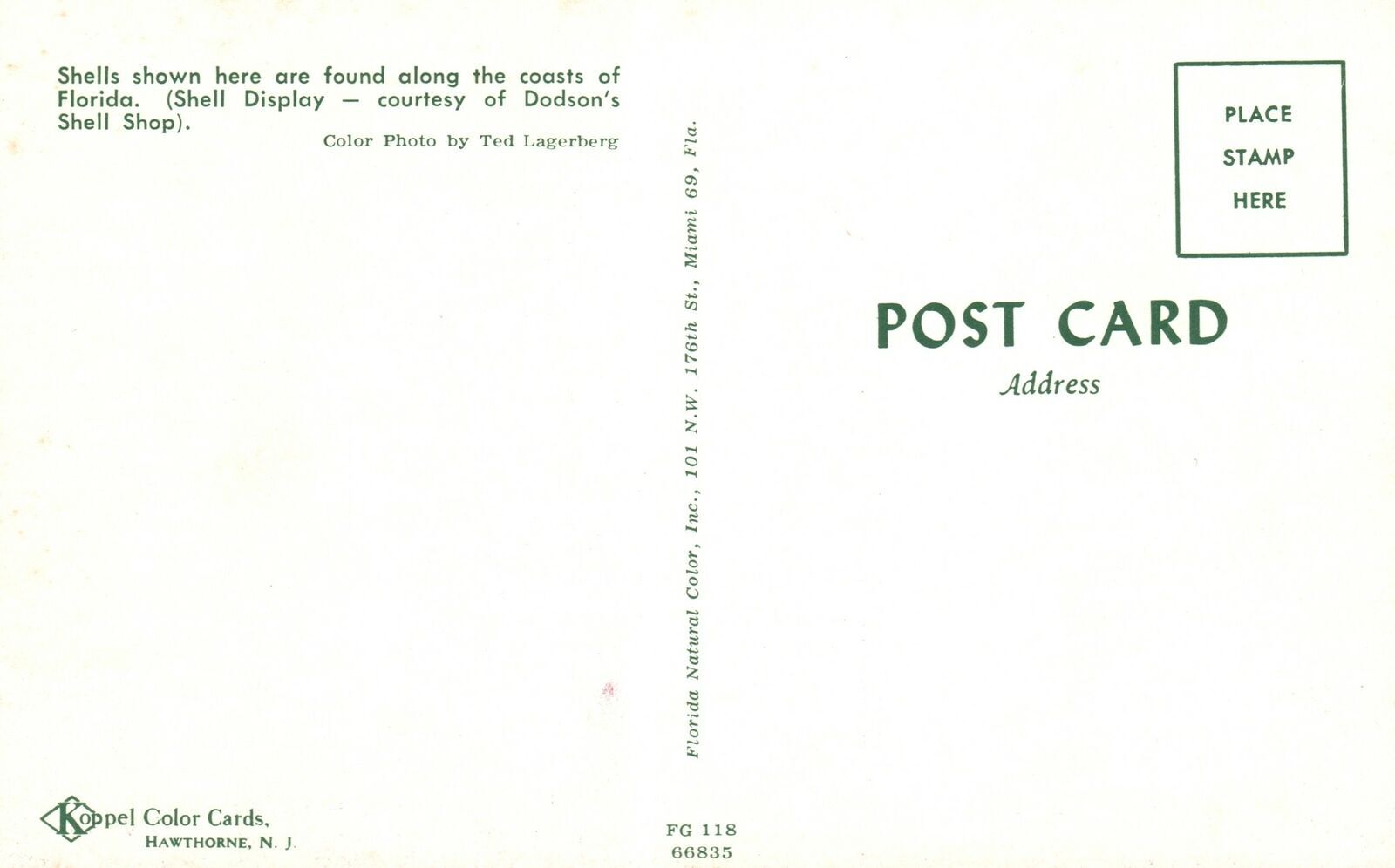 Vintage Postcard Sea Shells Display Dodson's Shell Shop Coasts Of ...