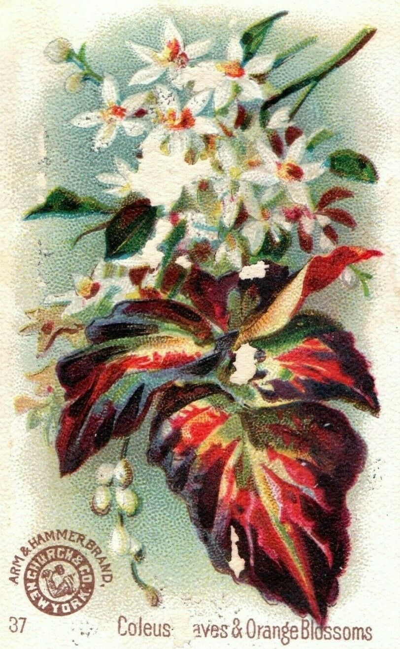 1880's Arm & Hammer Beautiful Flowers Coleus Vaves & Orange Trade Card ...
