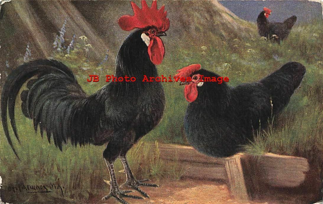 Otto Scheuerer, TSN No 957, Black Minorca Rooster & Hens, Chickens ...