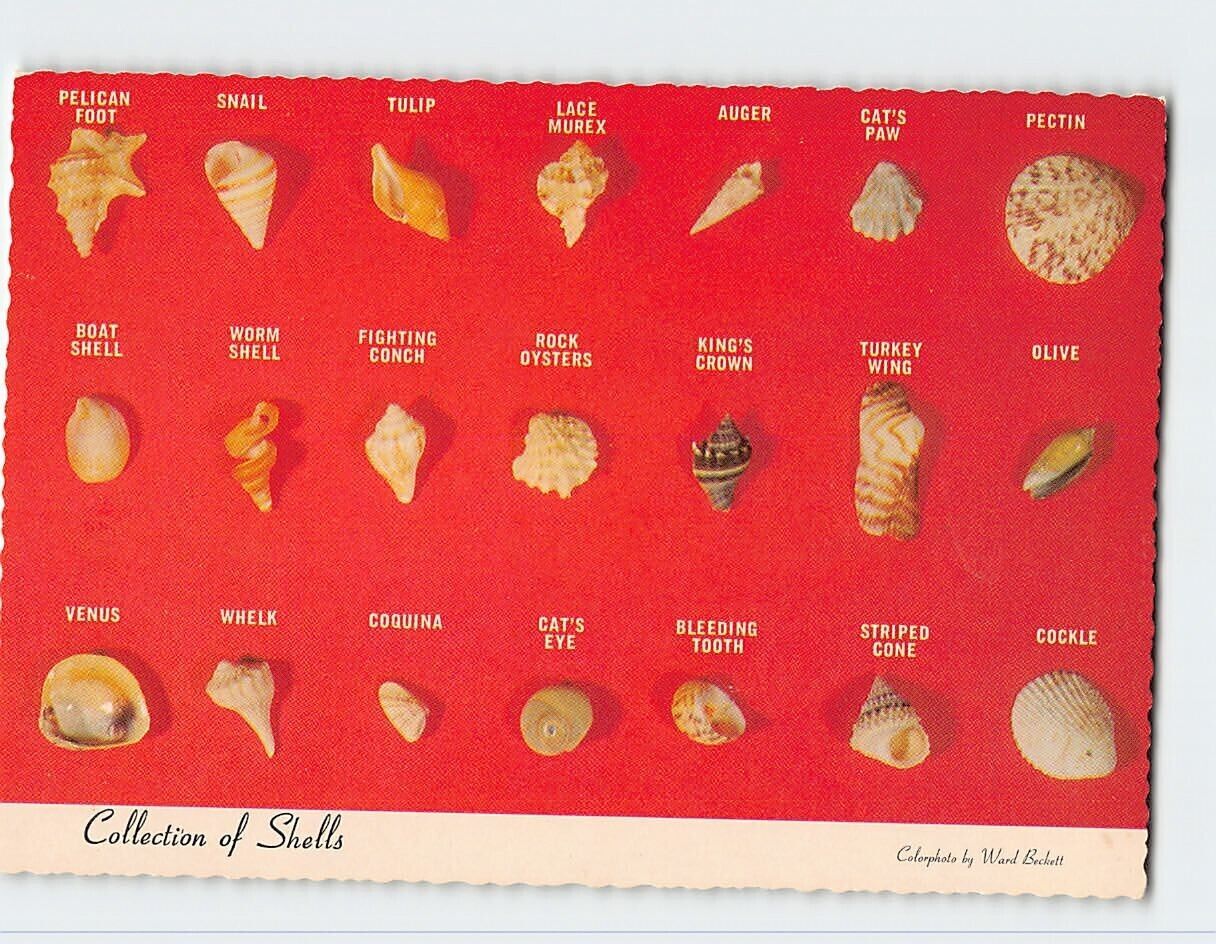 Postcard Collection of Shells, Florida | United States - Florida ...