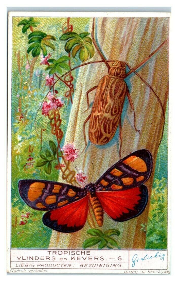 Harlequin Beetle, Tropical Butterflies and Beetles, Liebig Belgian ...