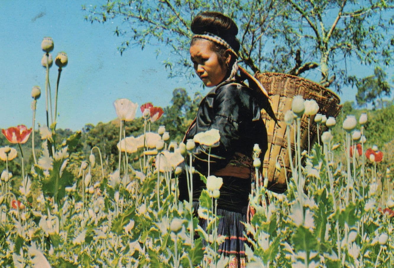 Opium Poppy Plants Growing Thailand Meo Tribe Girl Postcard | Asia ...