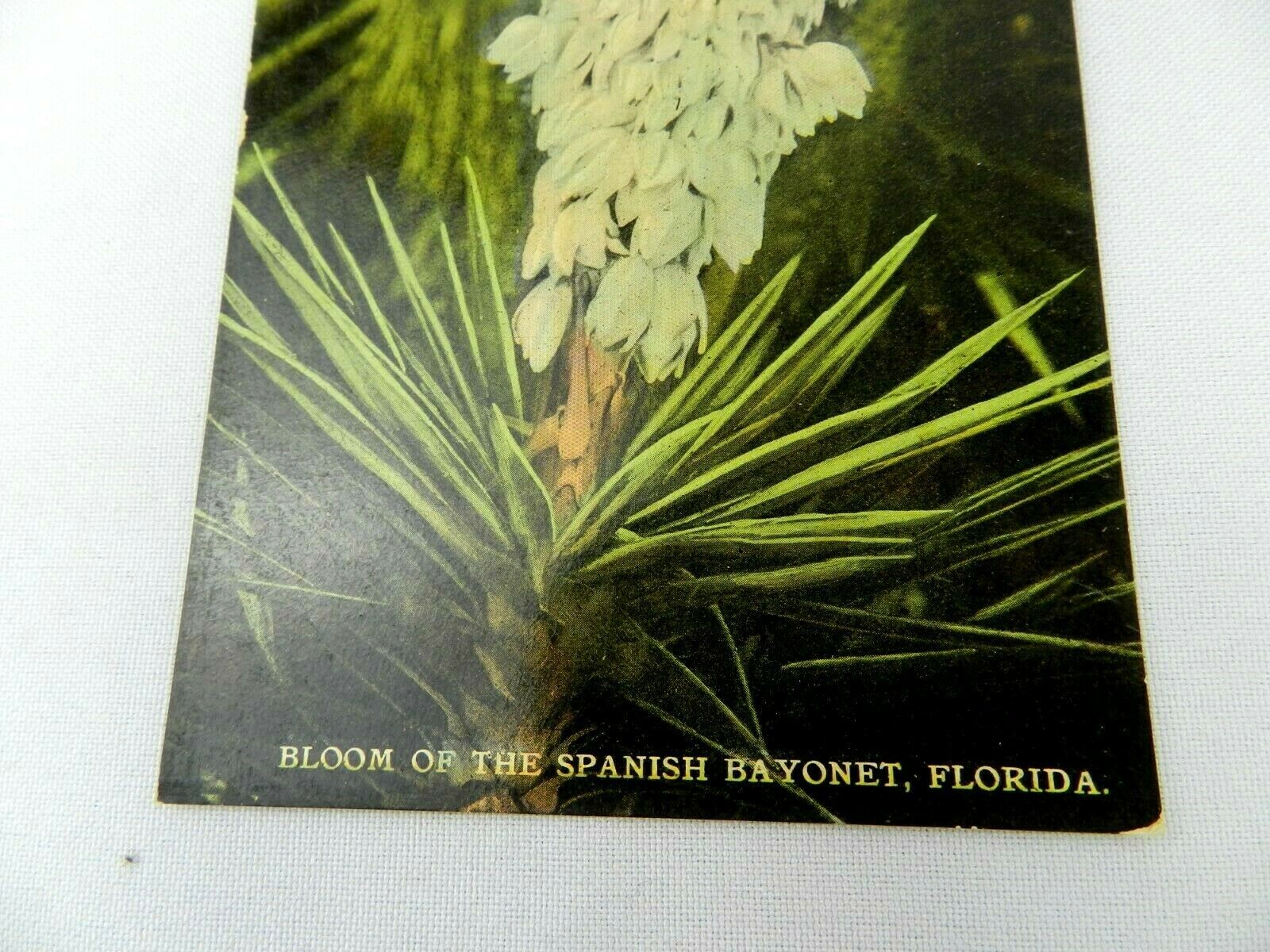 Vintage Postcard Bloom of the Spanish Bayonet, Florida, FL | United ...