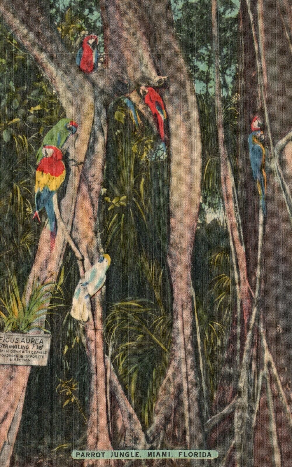 Vintage Postcard Strangling Fig Ficus Aurea Monster Tree Parrot Jungle ...