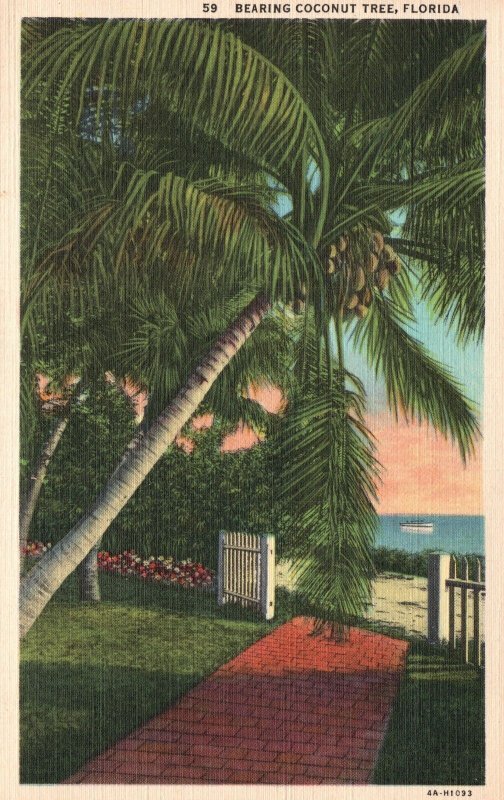 Vintage Postcard 1920s Beach Ocean Behind Bearing Coconut Trees ...