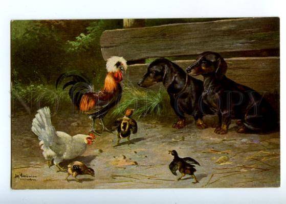 178125 SCHONIAN PETS dachshund ROOSTER TUCK vintage postcard | Topics ...