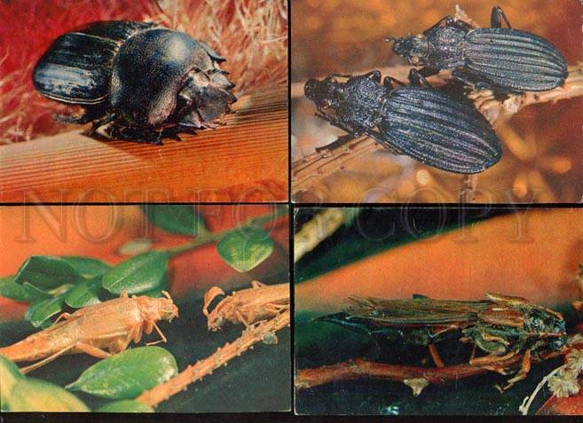 012645 Different BUGS Beetle Set of 25 russian photo cards | Topics ...