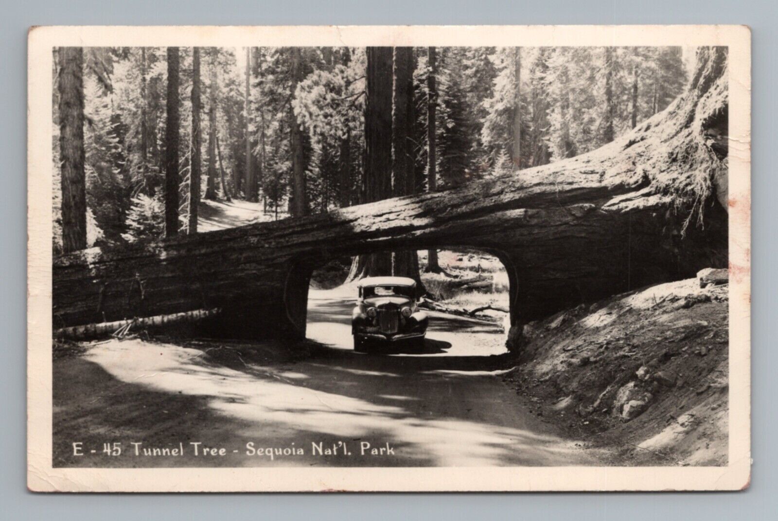 RPPC Tunnel Tree Sequoia Car Drive Thru Redwood Big Tree Highway ...