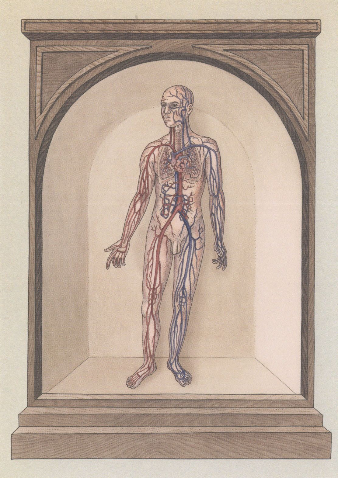 Blood Circulatory Systemic System Human Biology Anatomy Morbid Postcard ...