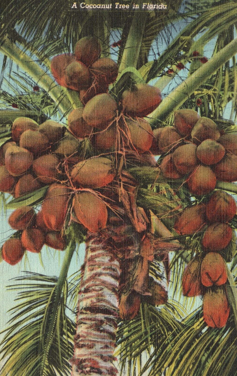 Vintage Postcard 1948 A Coconut Palm Tree in Florida FL Fiji Dwarf ...