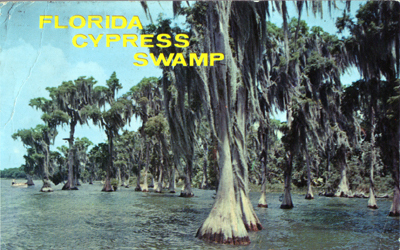 CYPRESS TREES IN FLORIDA - view of Cypress trees that grow in water ...