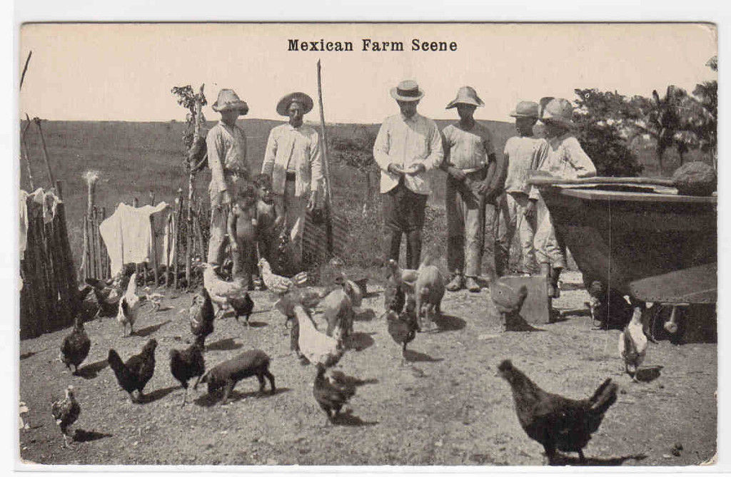 Mexican Farm Scene Mexico 1910s postcard | Latin & South America ...