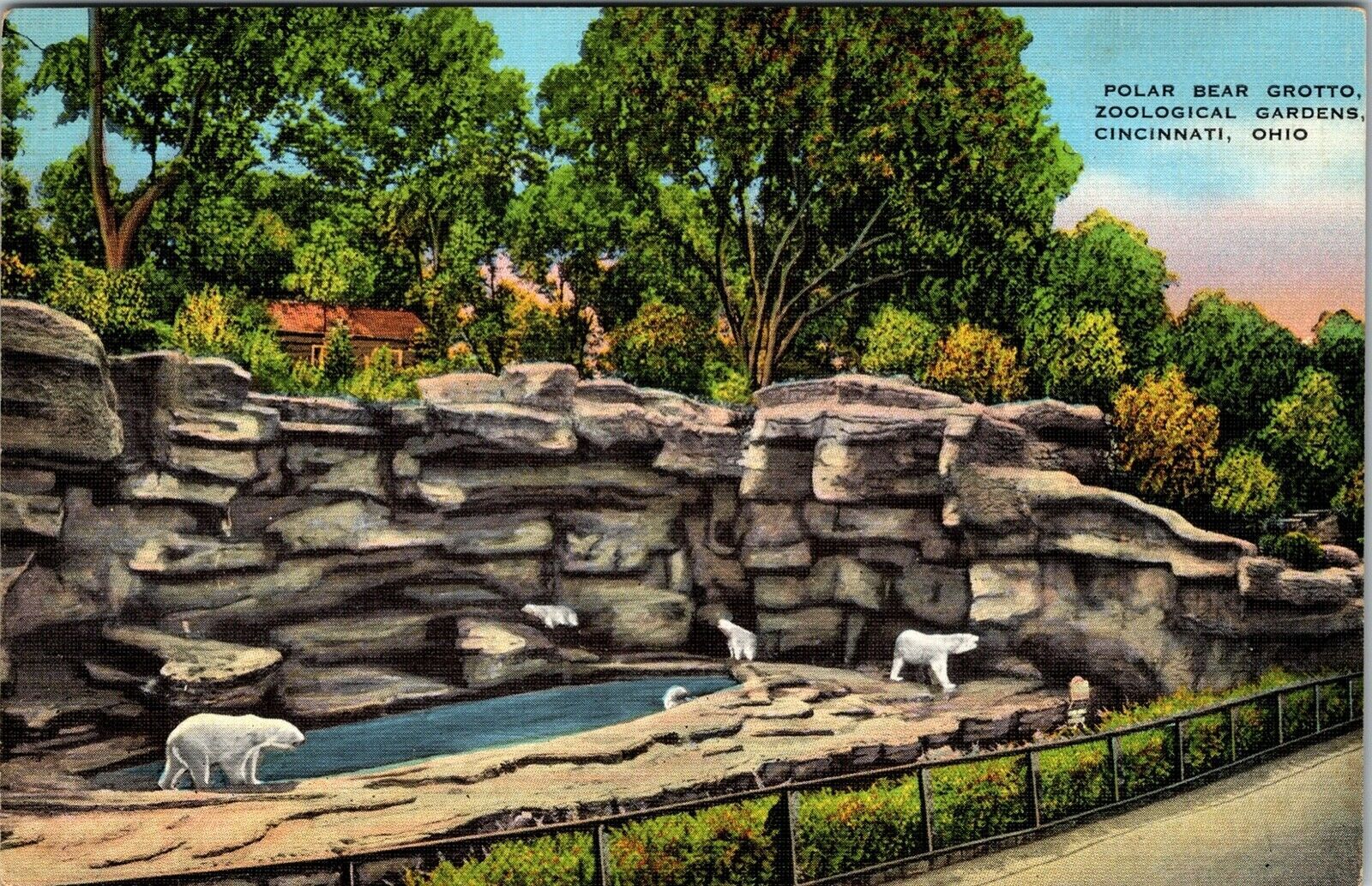 Cincinnati Zoo Polar Bear Grotto Ohio Vintage Postcard | United States ...