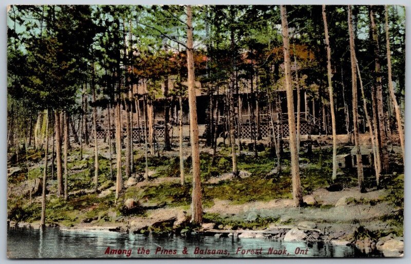 Postcard Forest Nook Ontario c1910s Pines and Balsam Trees Split Ring ...