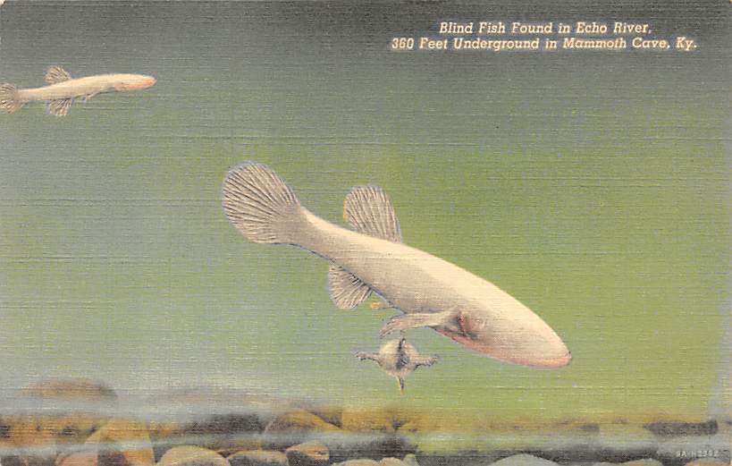 Blind fish found in Echo River 360 feet underground Mammoth Cave ...