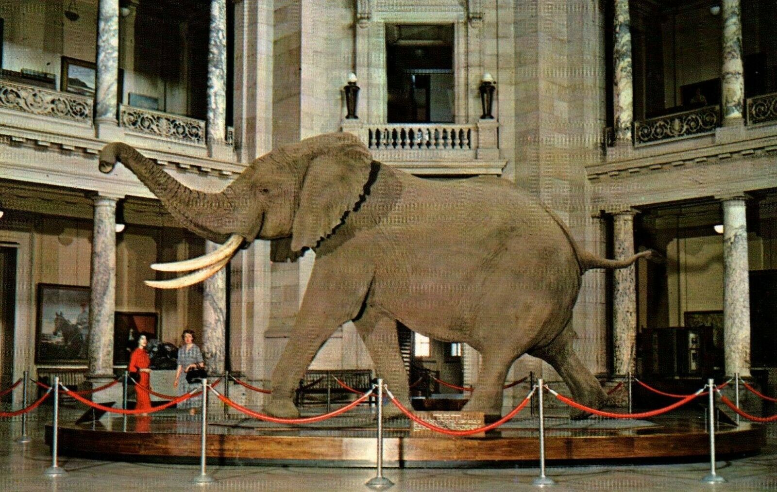 Washington DC Smithsonian Museum Natural History African Bush Elephant ...