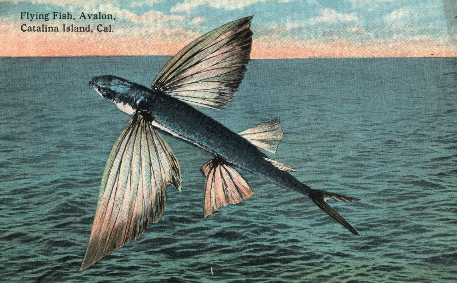 Vintage Postcard Flying Fish Avalon Catalina Island California Catalina ...