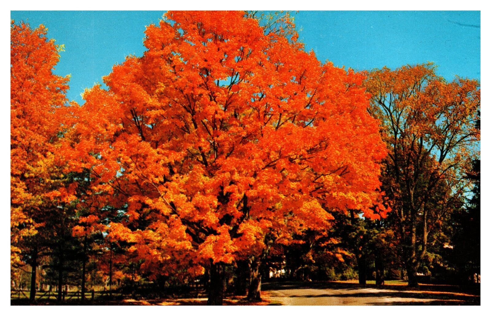 Postcard Sugar Maple - State Tree of Vermont | United States - Vermont ...