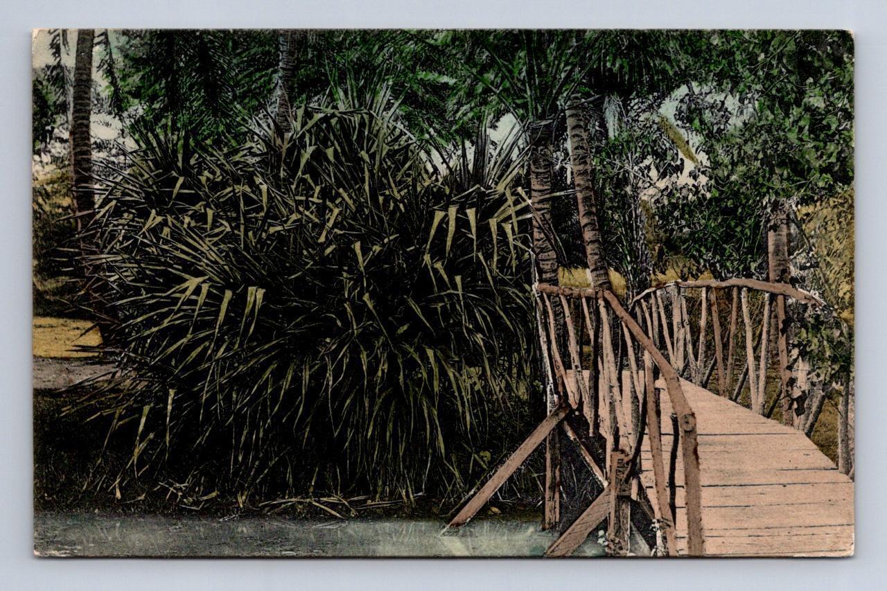 Lauhala Tree Honolulu Bridge Hawaiian Islands Hawaii Postcard (C. 1910 ...