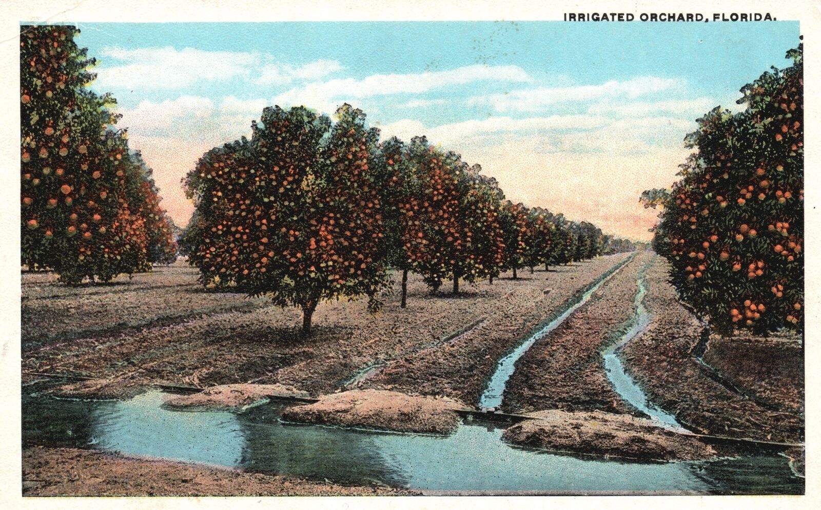 Vintage Postcard Irrigated Orchard Orange Grove Fruit Farming Florida ...
