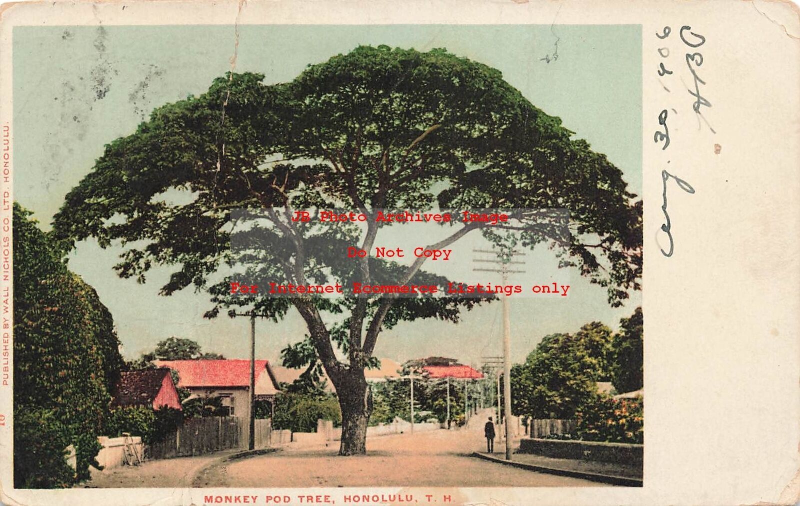 HI, Honolulu, Hawaii, Monkey Pod Tree, 1906 PM, Wall Nichols No 16 ...