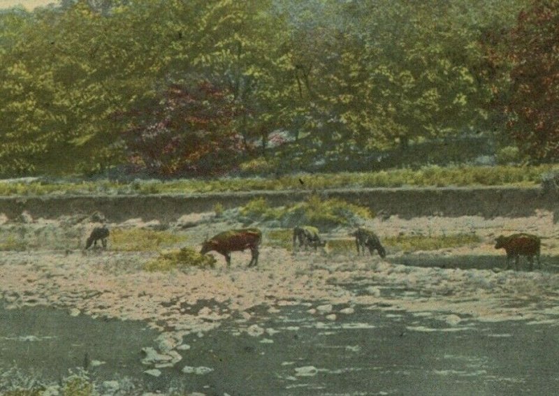 Raritan River New Brunswick New Jersey animals grazing postcard F631 ...