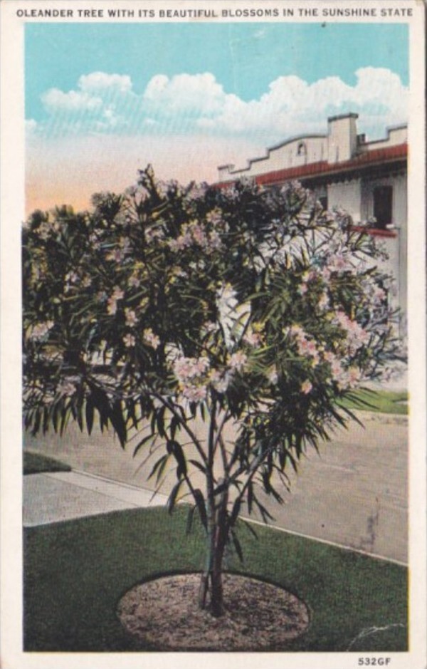 Florida Oleander Tree With Beautiful Blossoms 1931 | Topics - Flowers ...