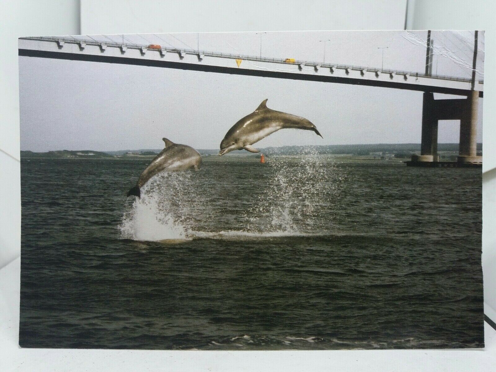 Postcard Bottlenose Dolphins Leaping from the Water at Kessock Bridge ...