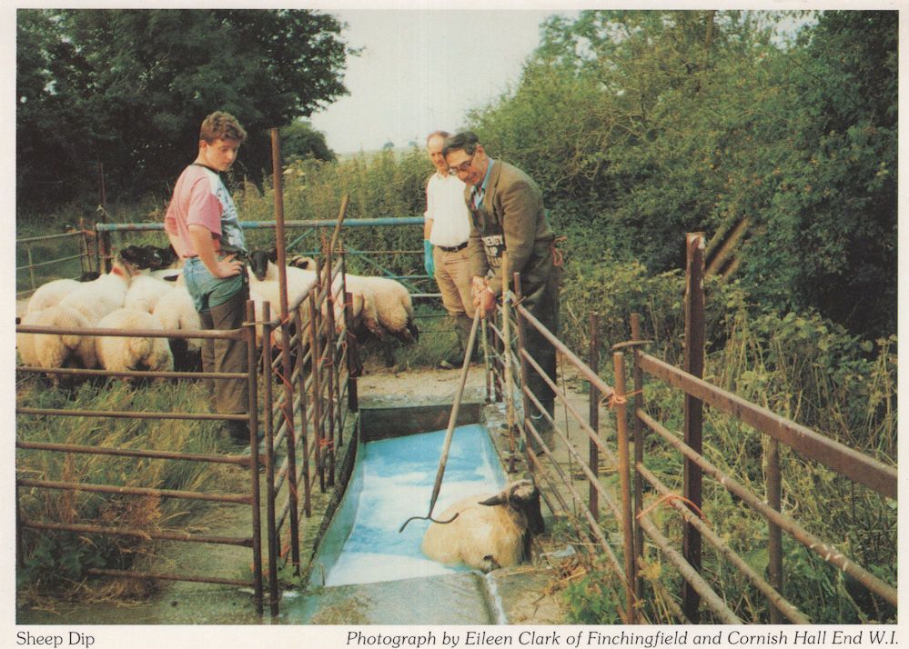 Farming Sheep Dip At Finchingfield Essex Farmers Rare Postcard | Topics ...
