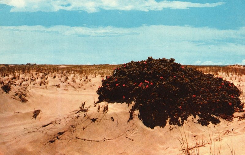 Vintage Postcard Wild Roses Unique Growth In The Heart Of Dunes Cape ...