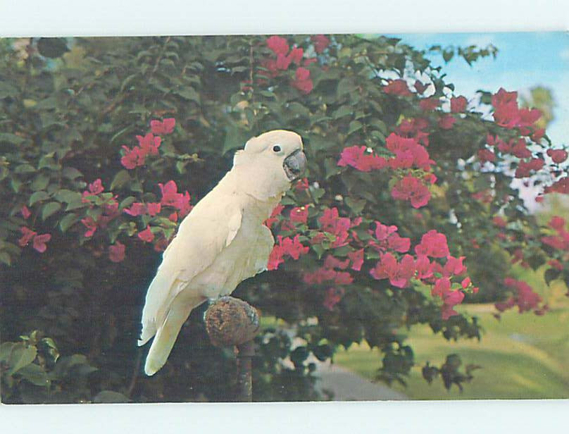 Pre-1980 JUNGLE GARDENS COCKATOO BIRD Sarasota Florida FL AF9282 ...