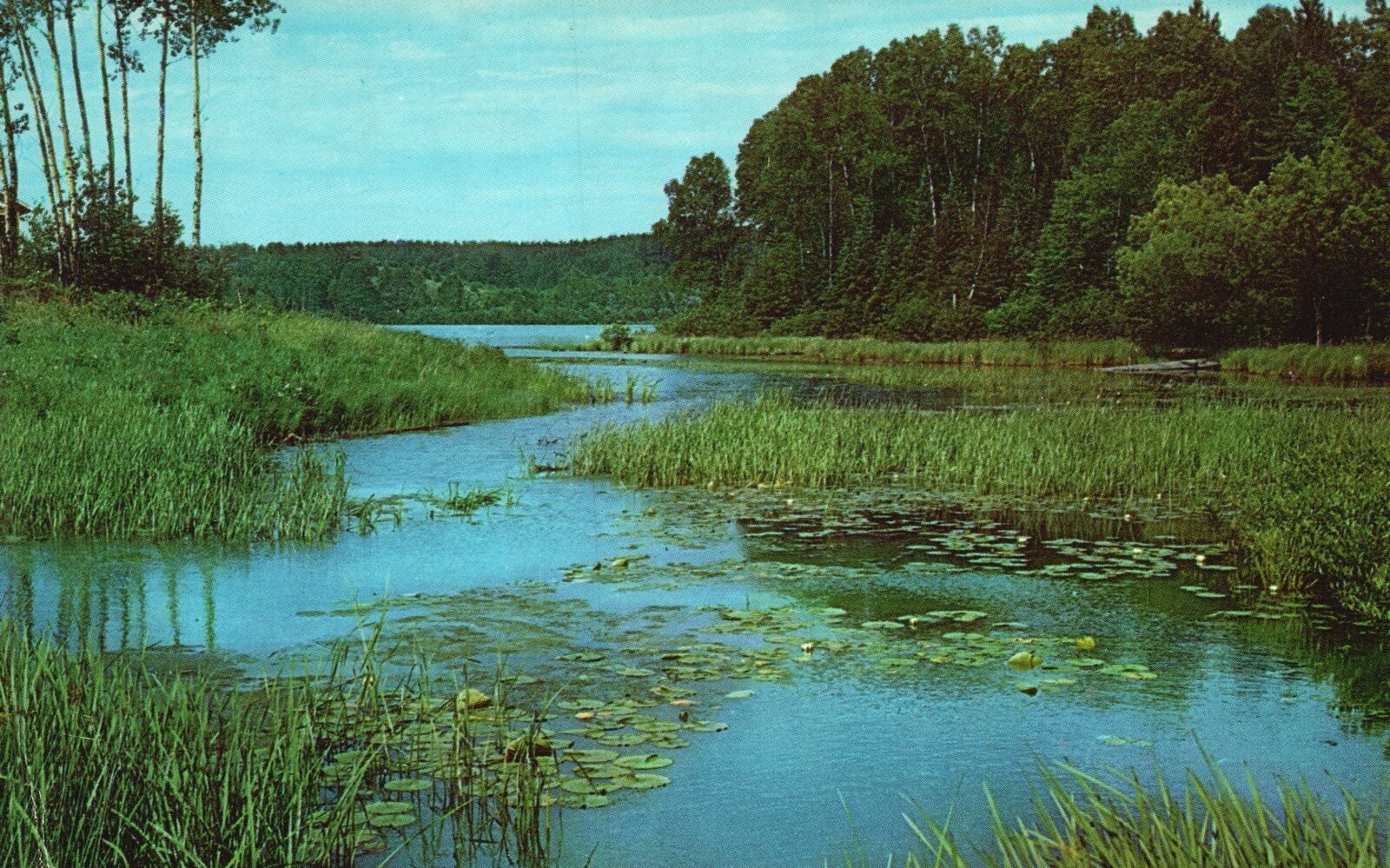 Vintage Postcard Scenic Picturesque Lake View Water Lilies Growing Greenery | Other / Unsorted ...