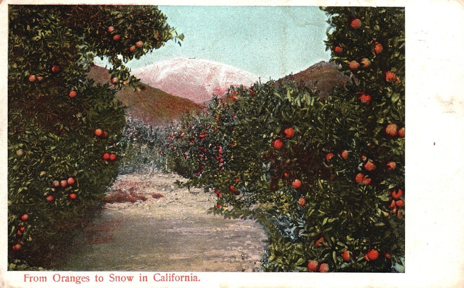 Vintage Postcard 1908 From Oranges to Snow in California CA M. Reider ...