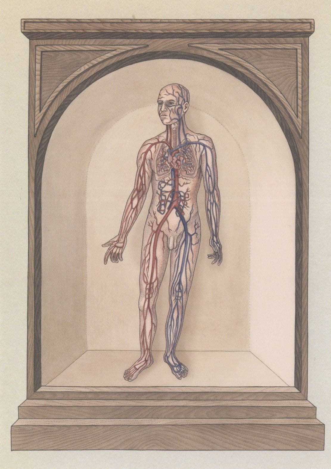 Blood Circulatory Systemic System Human Biology Anatomy Morbid Postcard ...